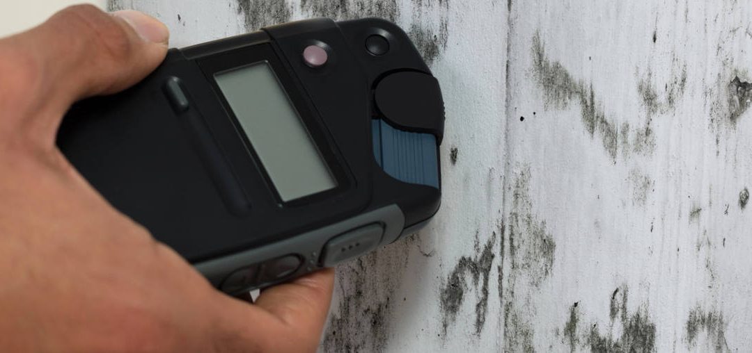 How Do I Prevent Mold from Coming Back? - BIOSWEEP Mold Remediation ...