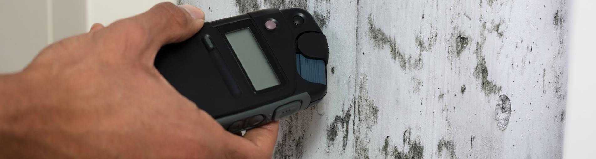 How Do I Prevent Mold from Coming Back? - BIOSWEEP Mold Remediation ...