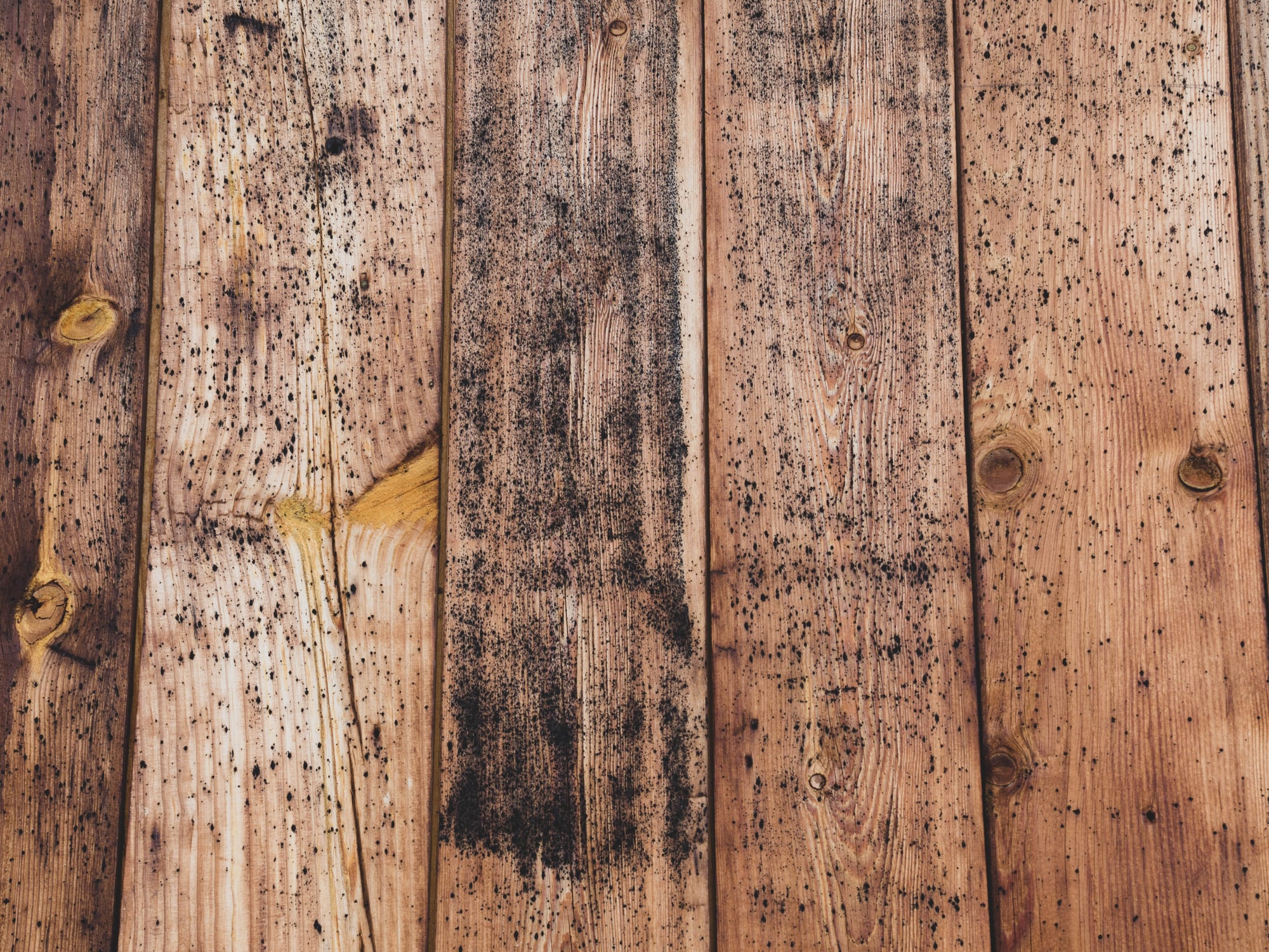 Does Mold Damage Wood? - BIOSWEEP Mold Remediation & Odor Removal